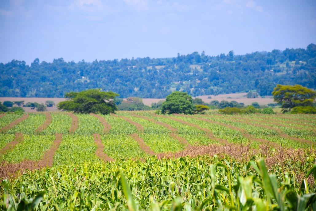 Kenya Seed Company Ltd - Top Quality Seeds