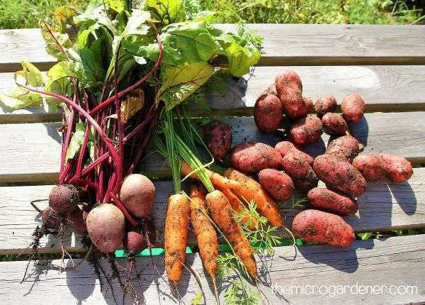 Kenya Seed Company Ltd - Top Quality Seeds